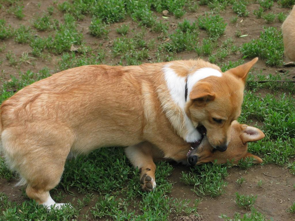 Yoshi and Tsuki: Shiba Inu (二 かわいい 柴犬): June 2003 Archives