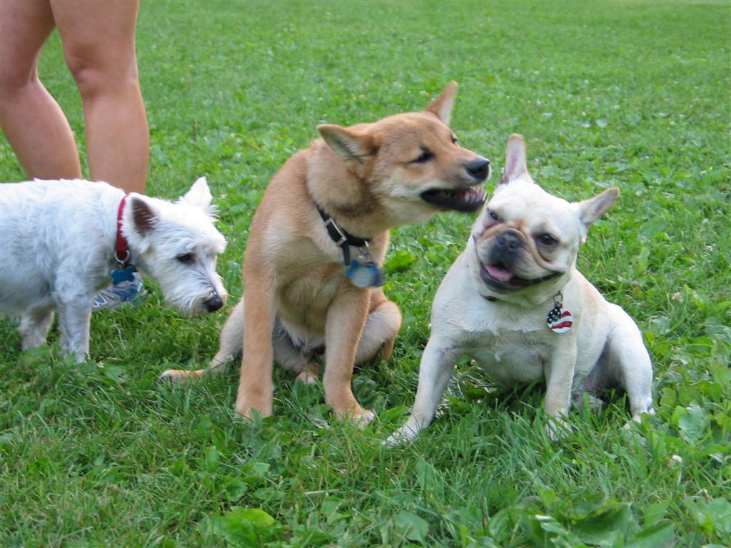 Telling Secrets - Yoshi and Tsuki: Shiba Inu (二 かわいい 柴犬)